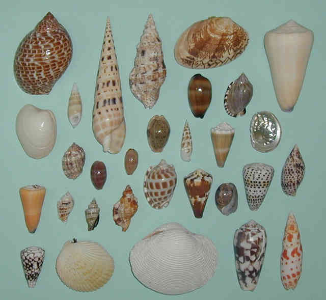 Sydney Sheller Single Issue